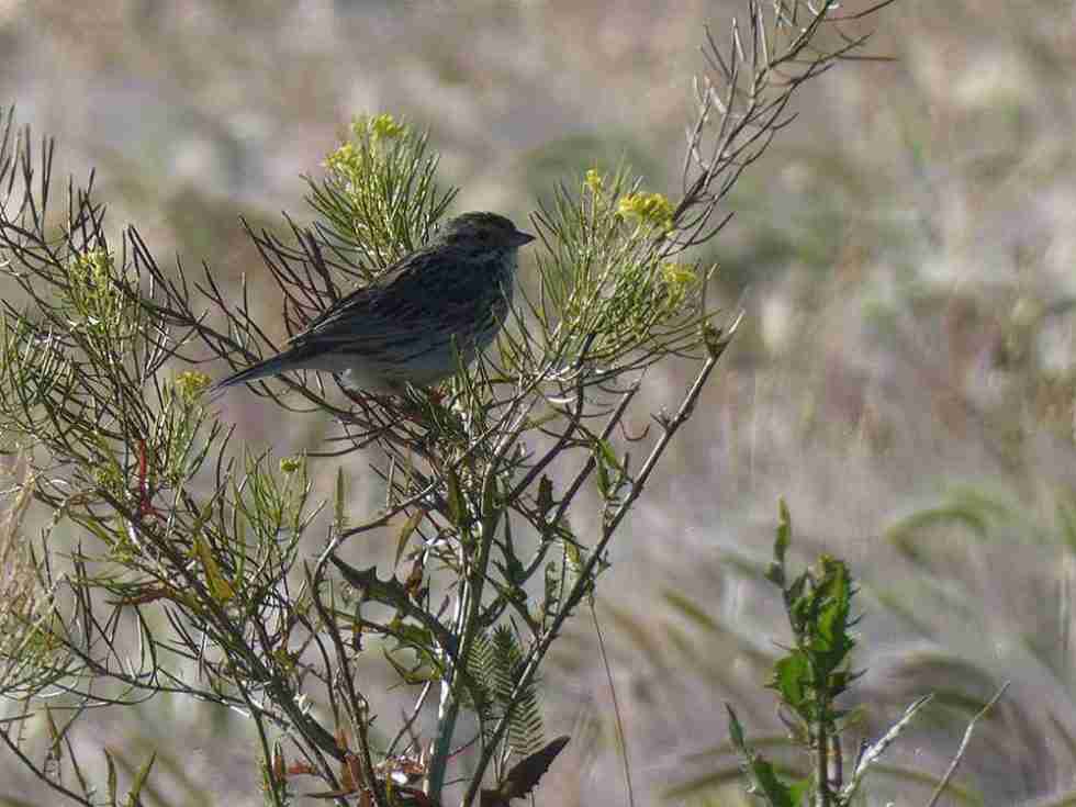 Environmental Services & Consultants | CORE Geomatics